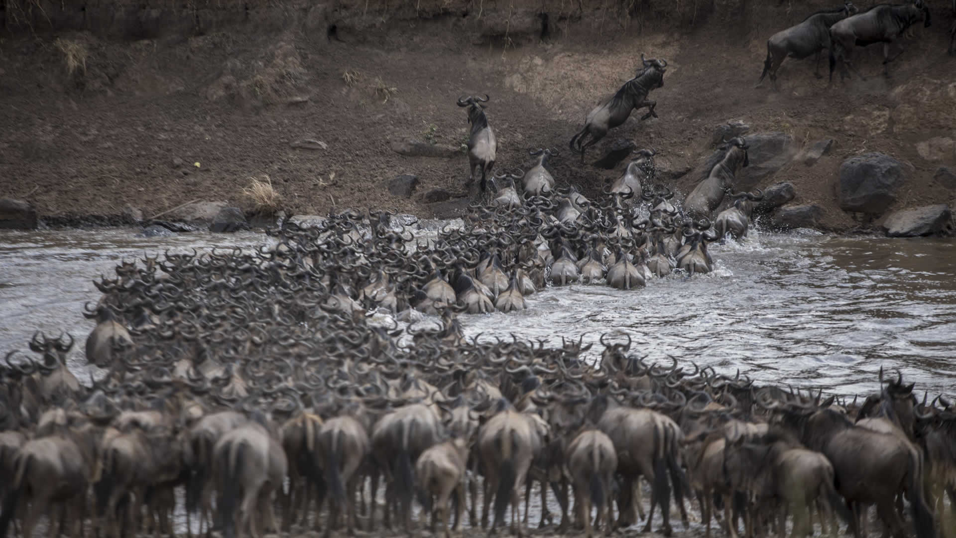6 Days Great Migration Tour | Wild Race Africa Safaris